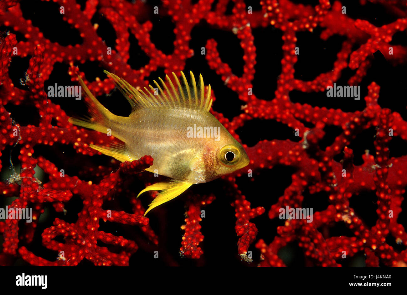 Golden perch fish hi-res stock photography and images - Alamy