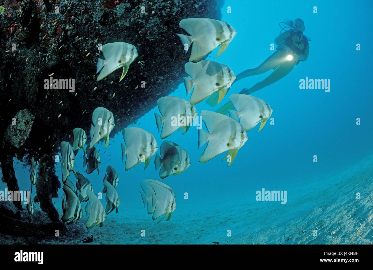 Bat fish, Platax pinnatus, divers Stock Photo - Alamy