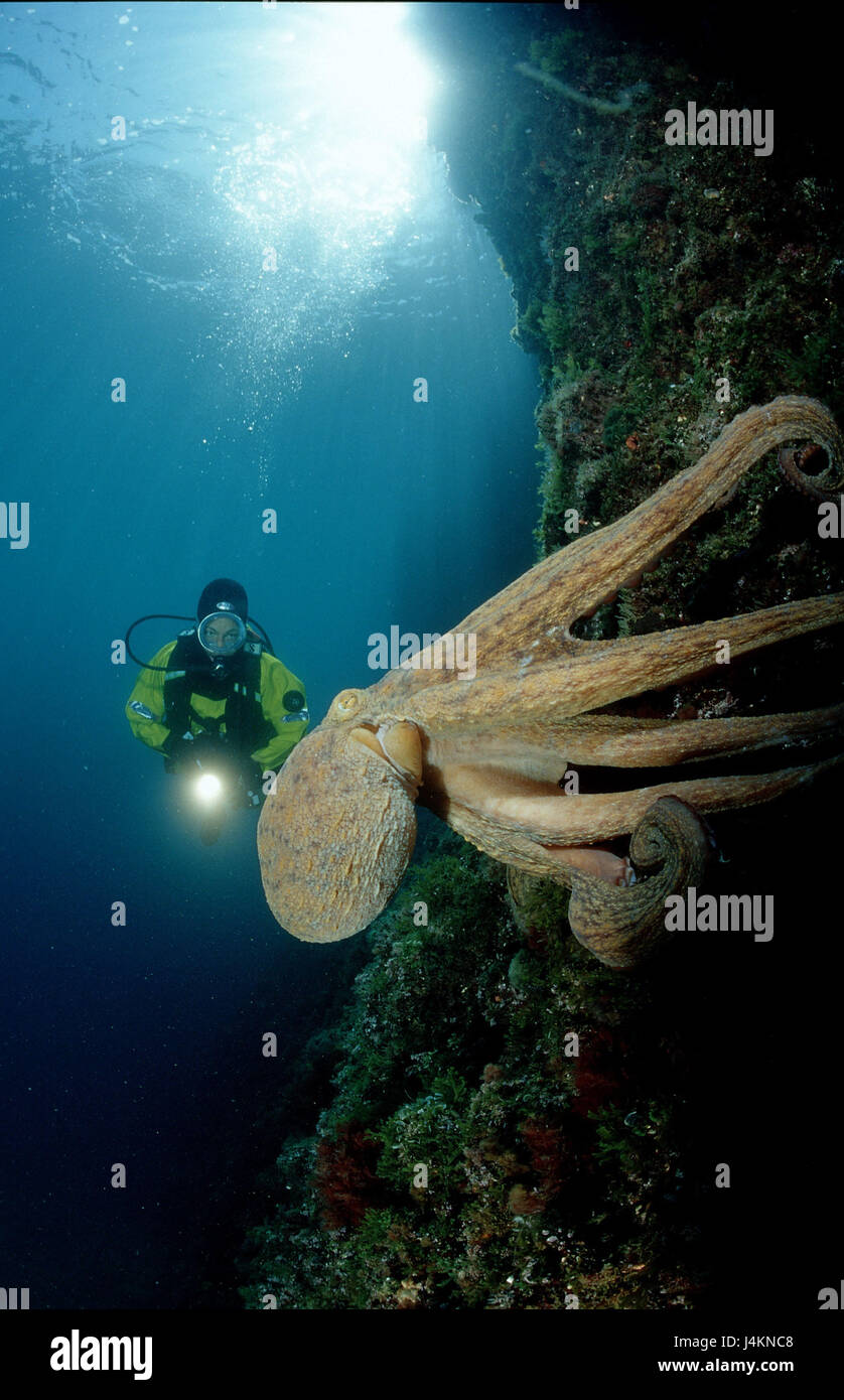 Common octopus, Octopus vulgaris, diver Stock Photo - Alamy