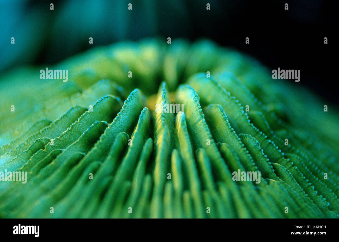 Fluorescent fungus coral, Ctenactis echinata, close up Stock Photo - Alamy