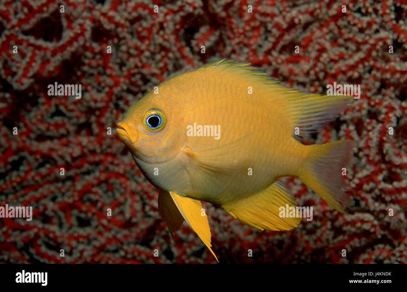 Golden reef perch, Amblyglyphidodon aureus, coral Stock Photo - Alamy