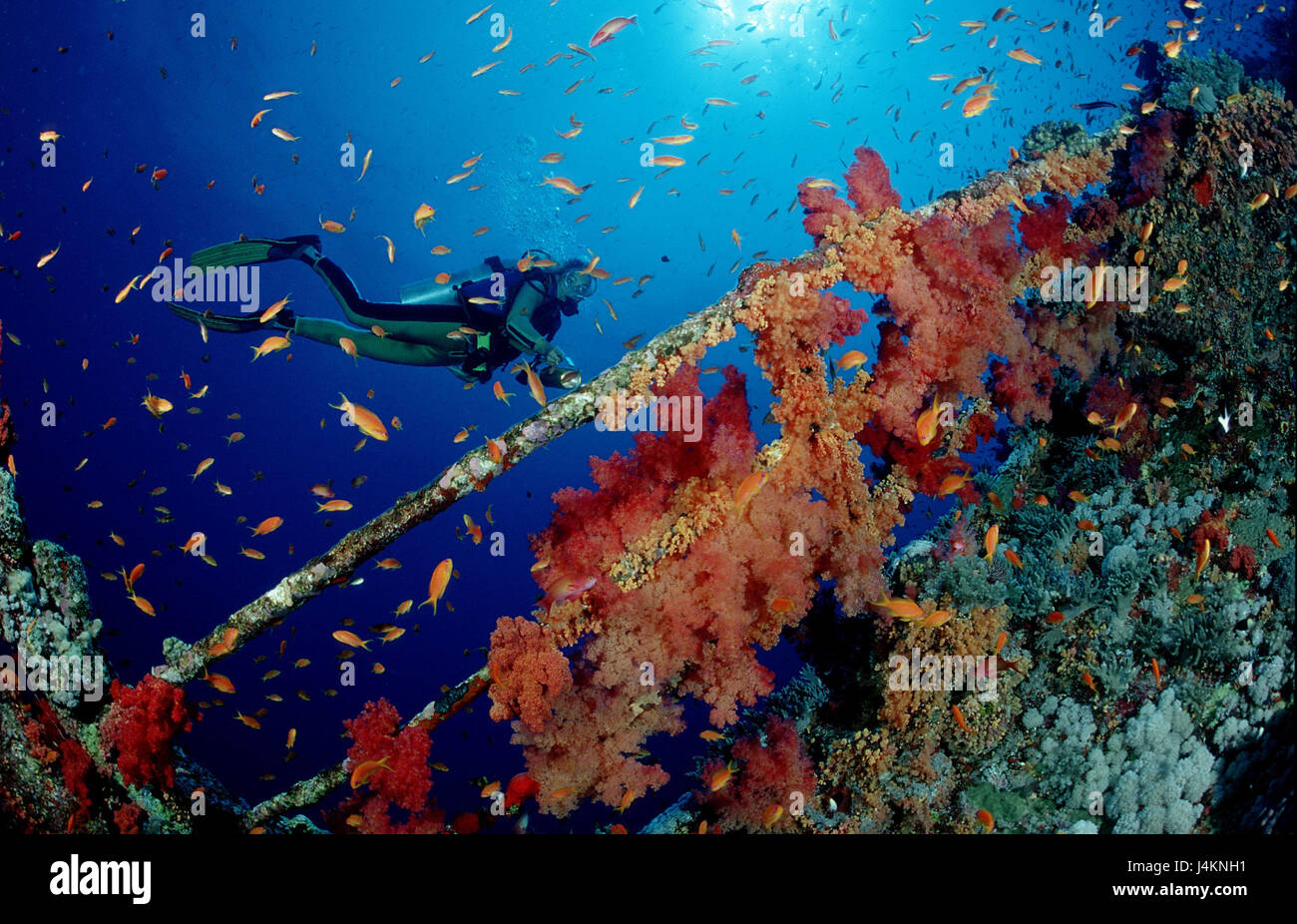 Ship wreck 'Numidia', diver Stock Photo - Alamy