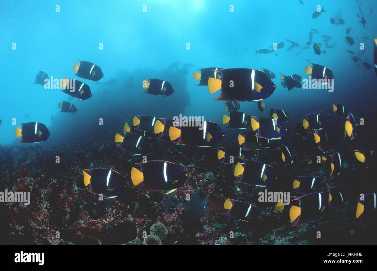 Galapagos imperial fish, Holocanthus passer Stock Photo - Alamy