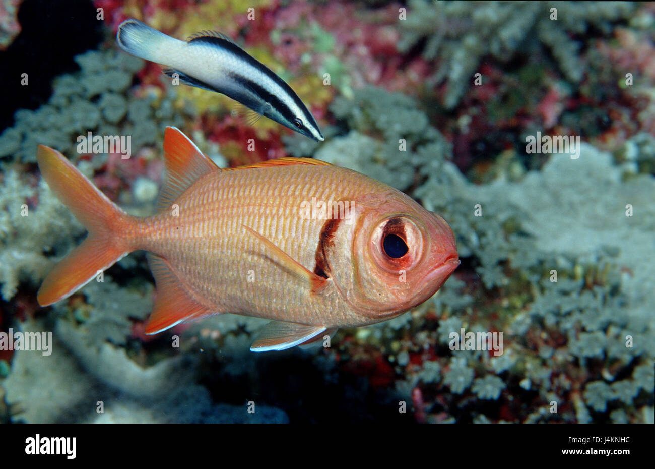 Putzerfische hi-res stock photography and images - Alamy