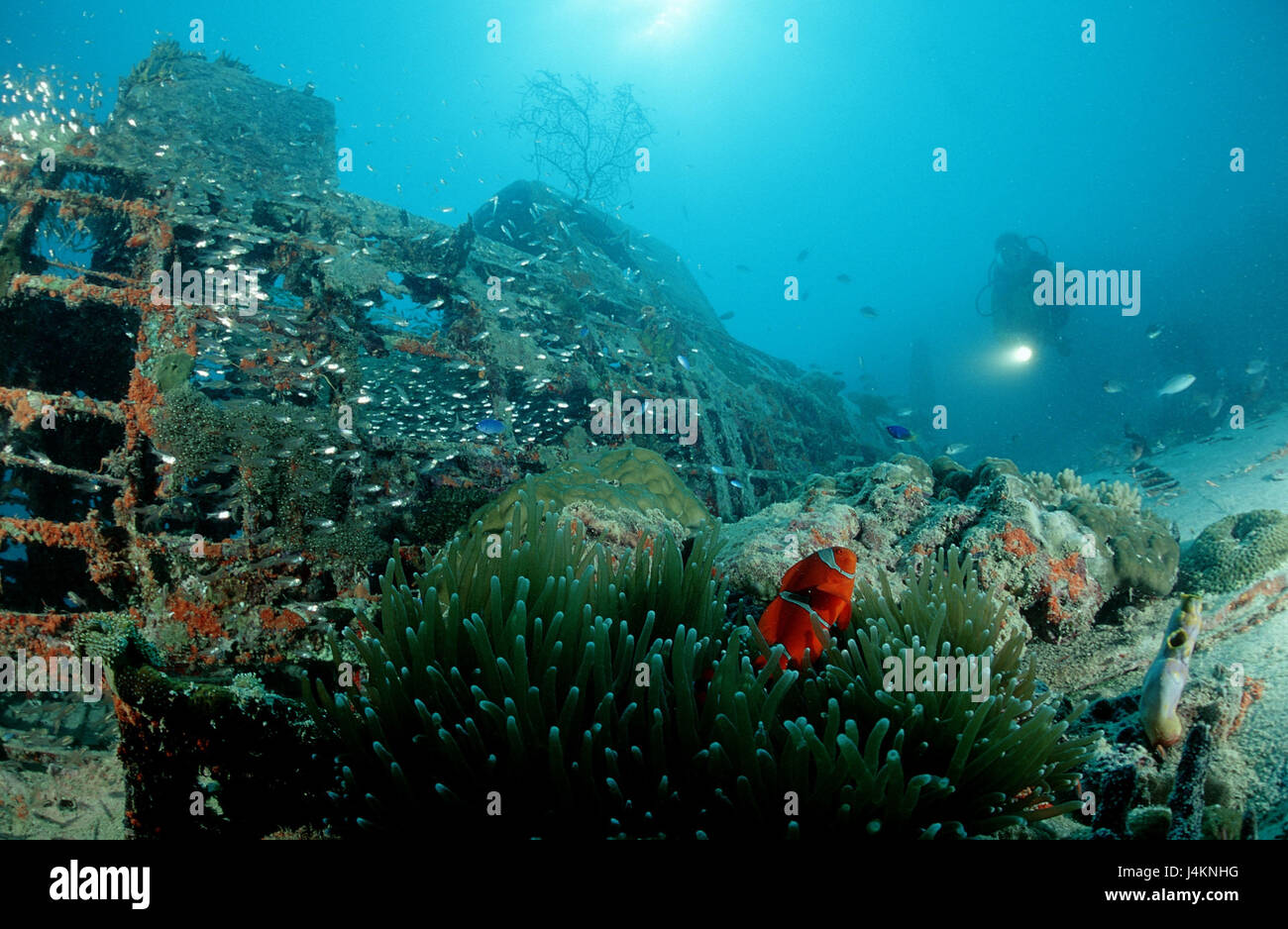 Wreck fish underwater hi-res stock photography and images - Alamy