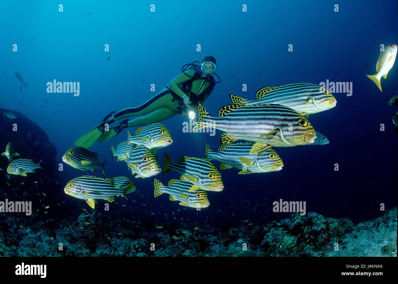 East-sweet lips, Plectorhinchus vittatus, divers Stock Photo - Alamy