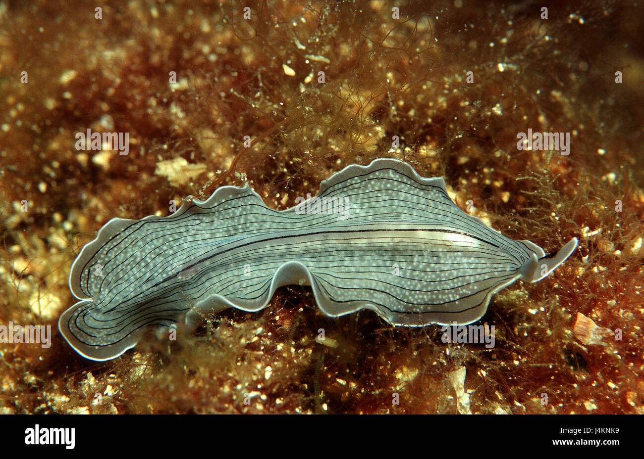 Turbellaria hi-res stock photography and images - Alamy