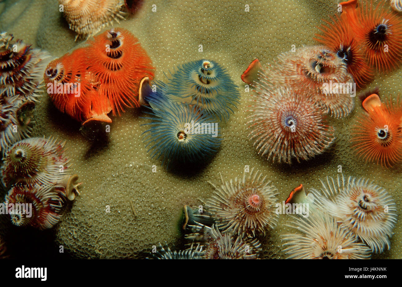 Coloured spiral tube worms, Spirobranchus giganteus Stock Photo - Alamy