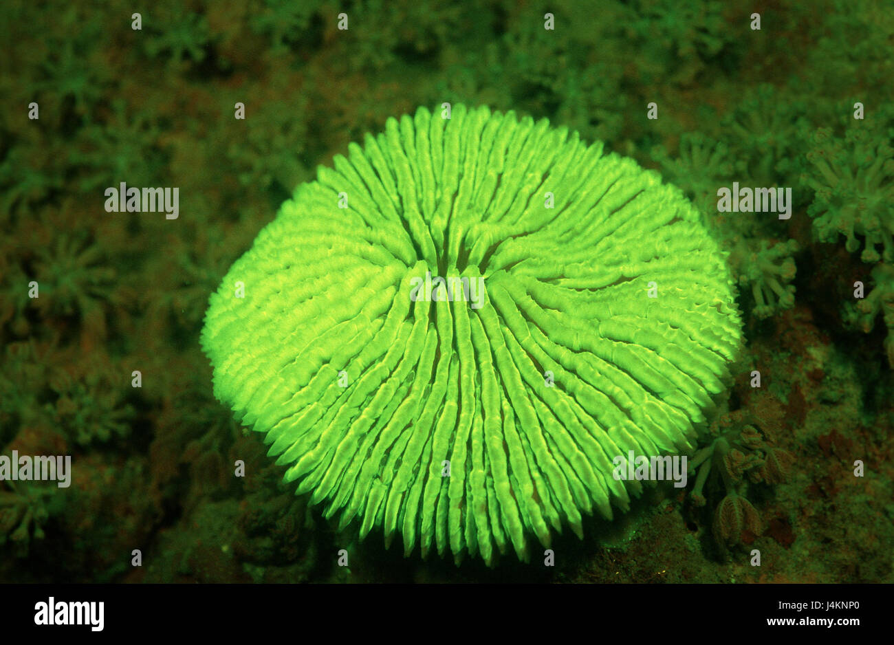 Fluorescent fungus coral, Ctenactis echinata Stock Photo - Alamy