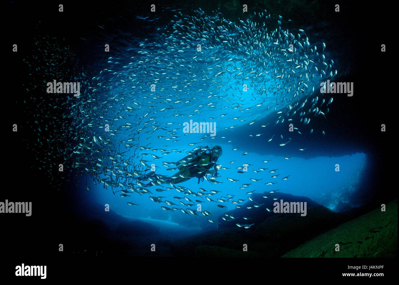 Diver, fish dream, underwater pit, pit diving Stock Photo - Alamy