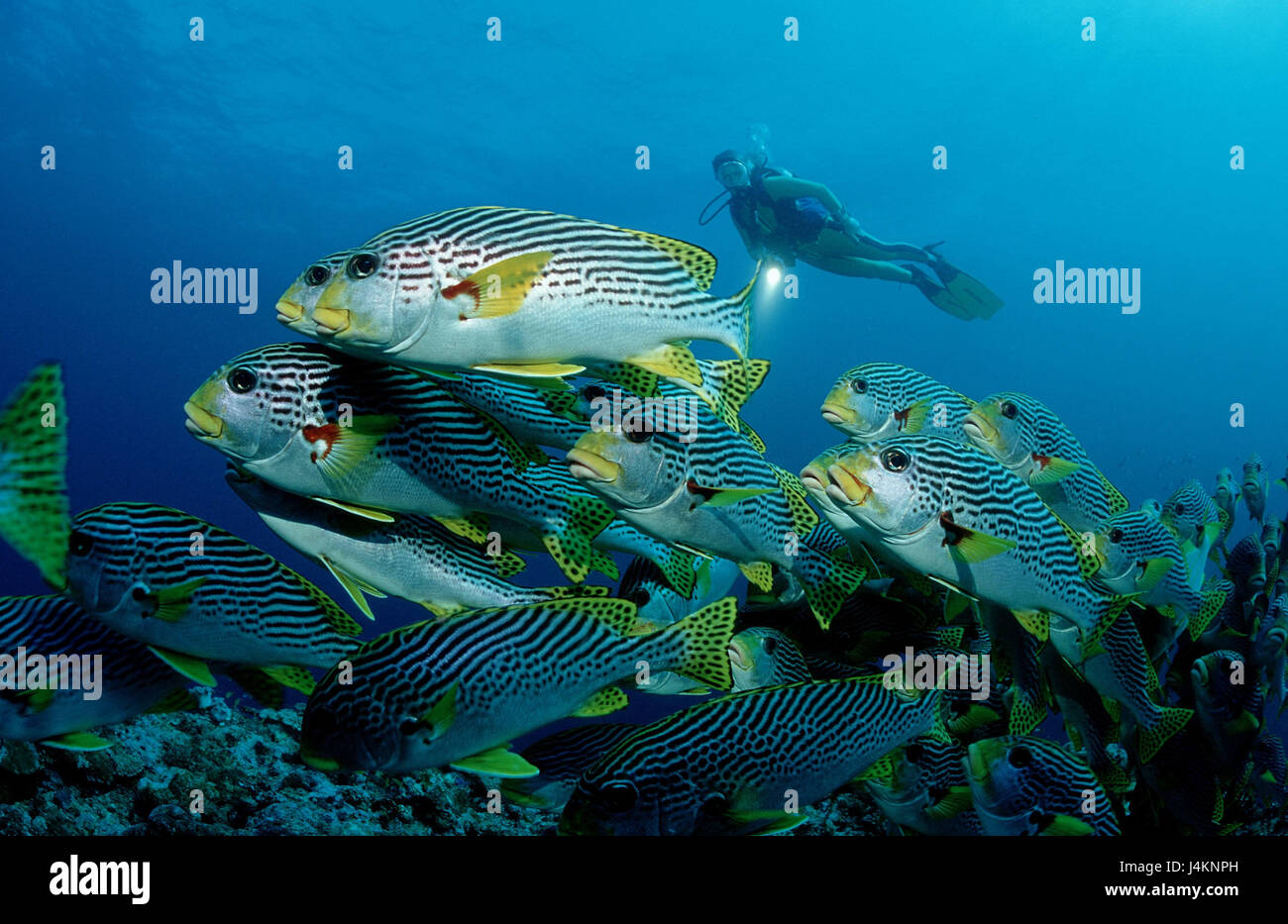 Sweet lips fish hi-res stock photography and images - Alamy