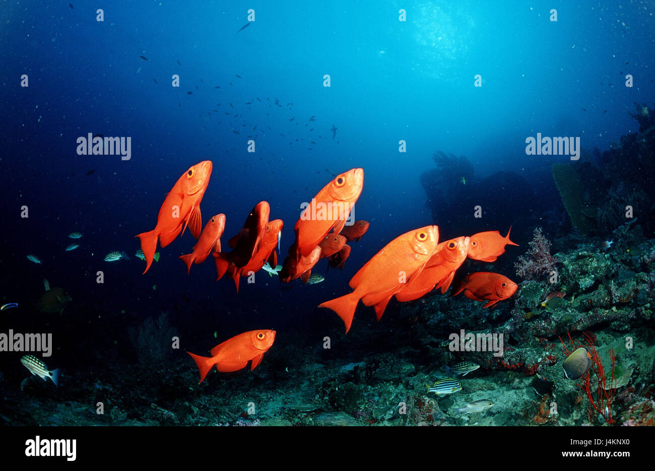 Perches horizontally hi-res stock photography and images - Alamy