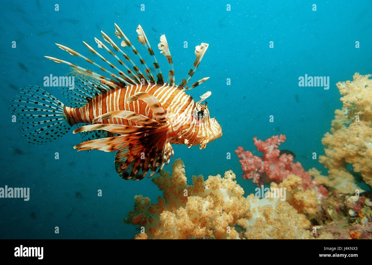 Red fire fish, Pterois volitans, corals Stock Photo - Alamy