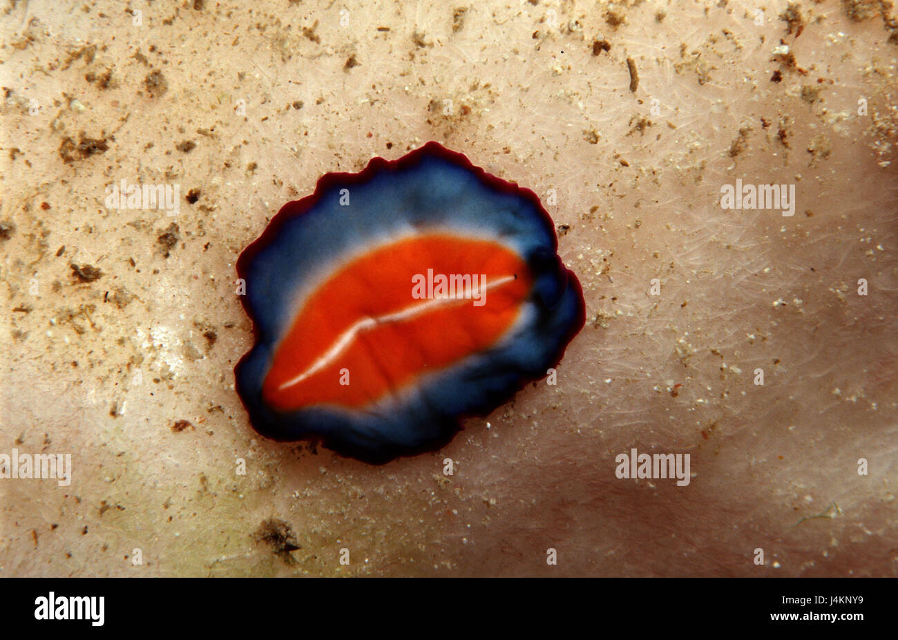 Strudel worm, Turbellaria Stock Photo - Alamy