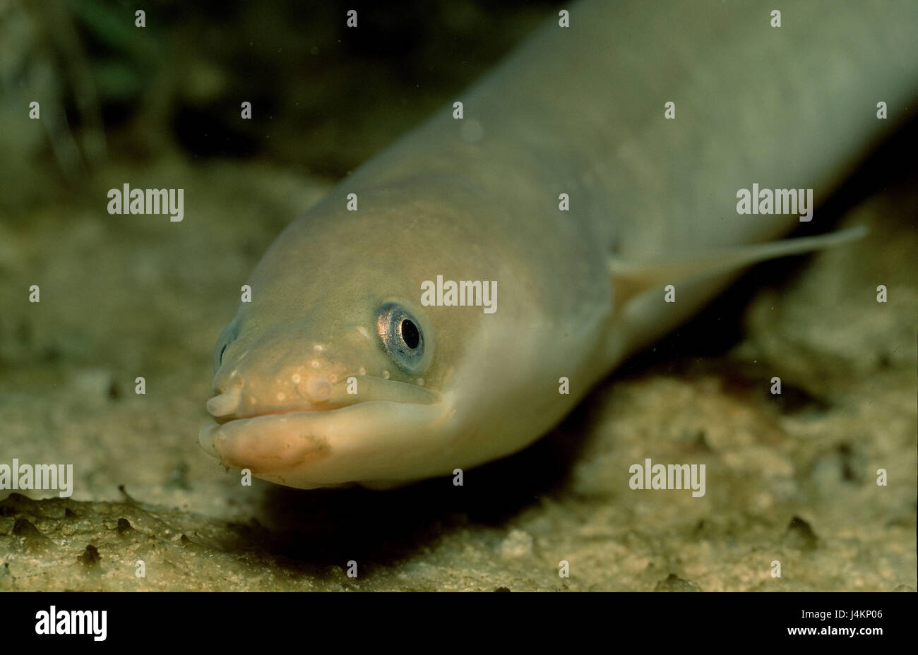 European eel, Anguilla Anguilla Stock Photo - Alamy