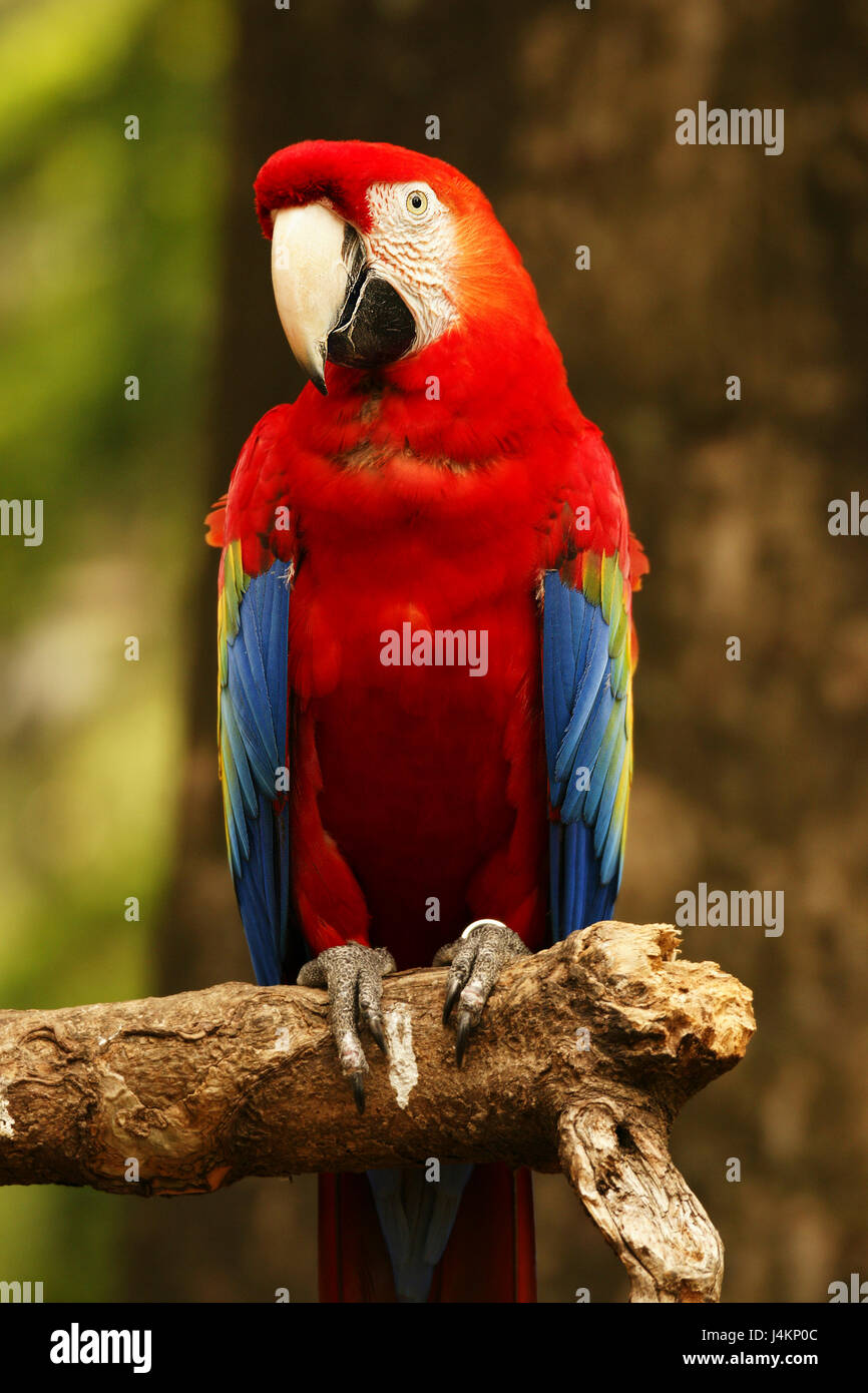 Parrot bird facing left hi-res stock photography and images - Alamy