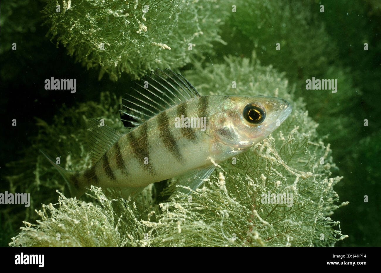Perches horizontally hi-res stock photography and images - Alamy