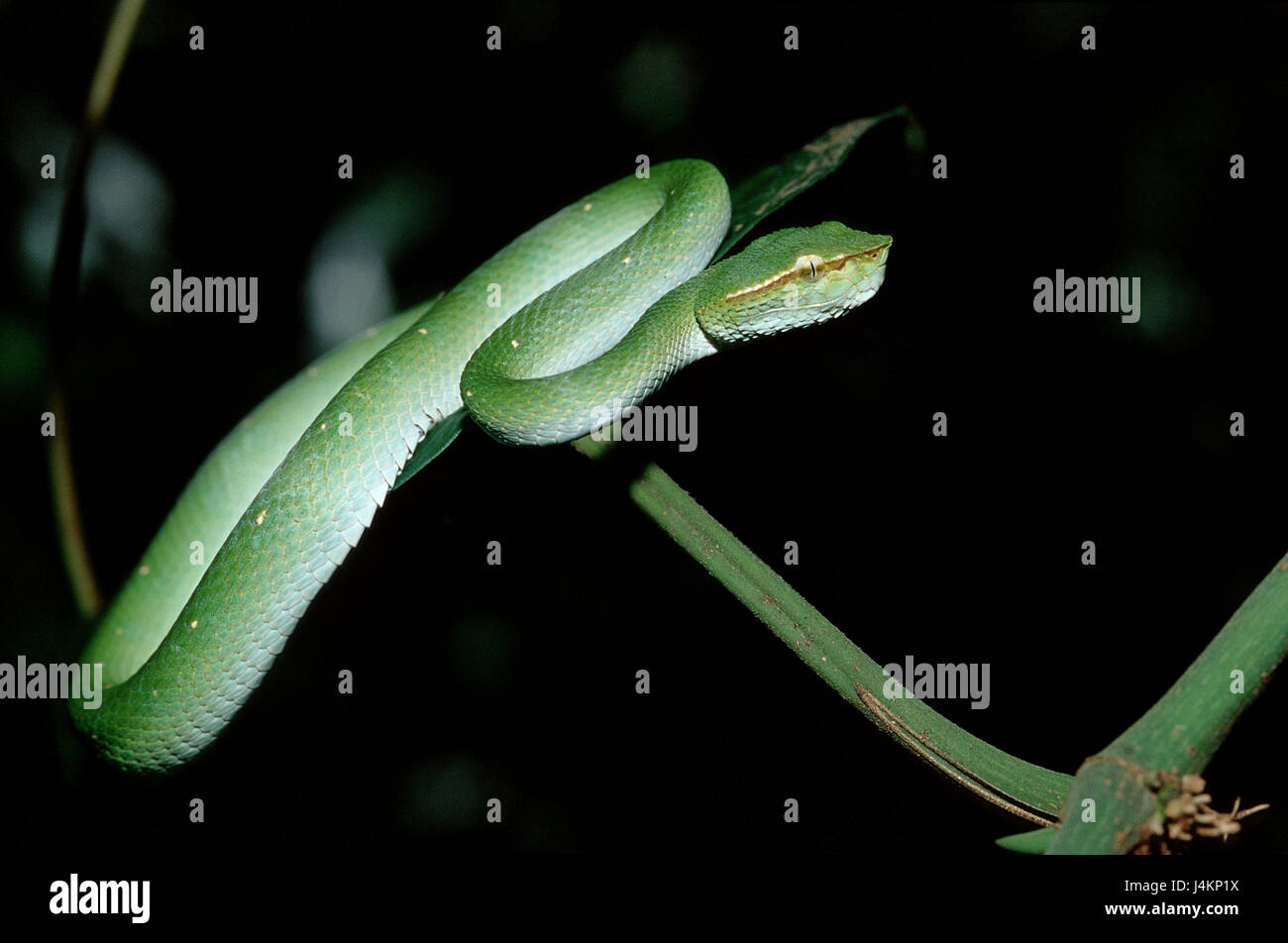 White lip bamboo viper hi-res stock photography and images - Alamy