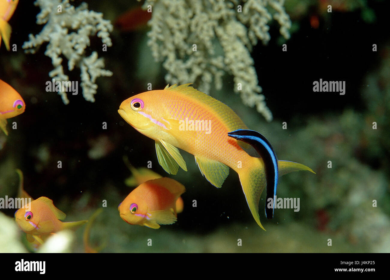 Putzerfisch hi-res stock photography and images - Alamy