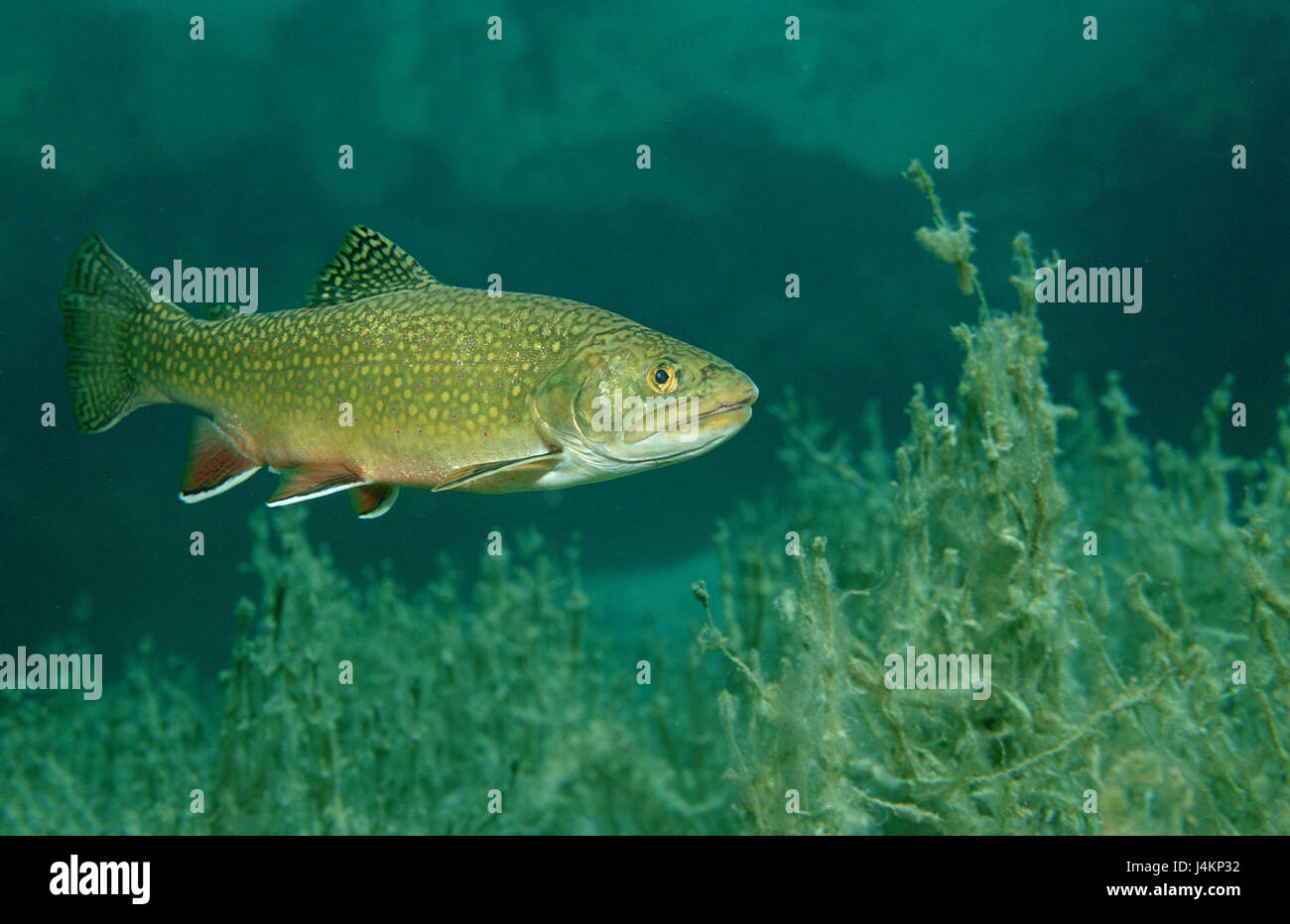 Brook char, Salvelinus fontinalis Stock Photo - Alamy