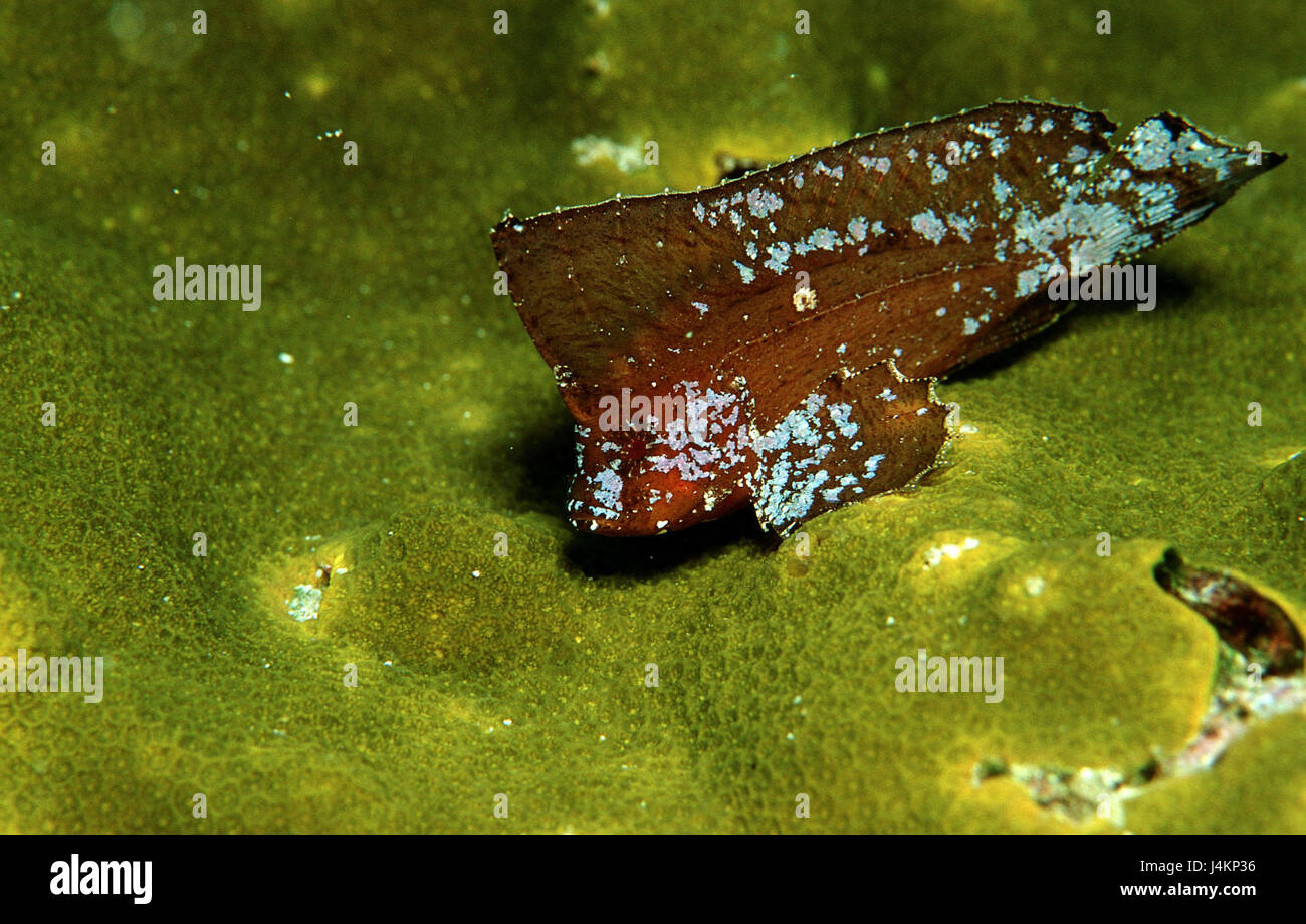 Stirnflosser, swing fish, Ablabys binotatus Stock Photo - Alamy