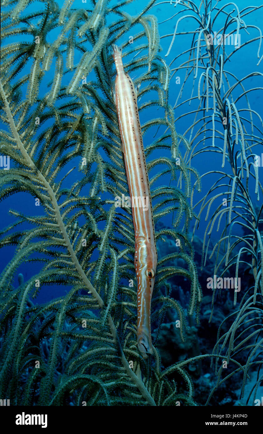 Trumpet fish, Aulostomus chinensis, algae Stock Photo - Alamy