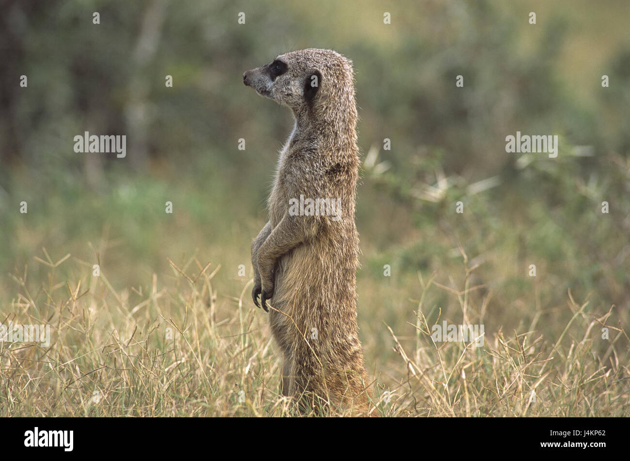 Suricat suricatta rsa hi-res stock photography and images - Alamy