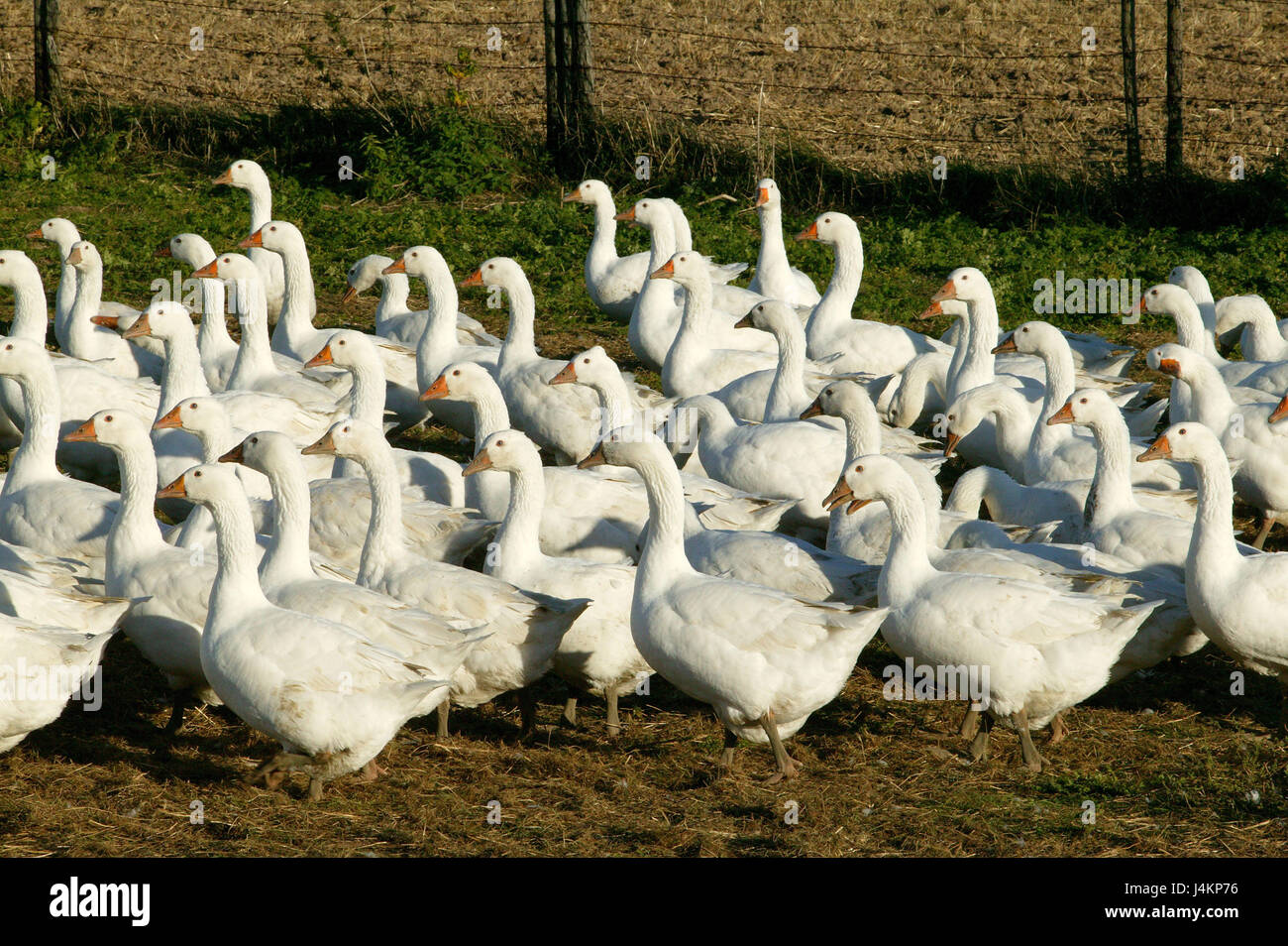 Goose's crowd , goose's birds, Anserinae, house geese, geese, crowd ...