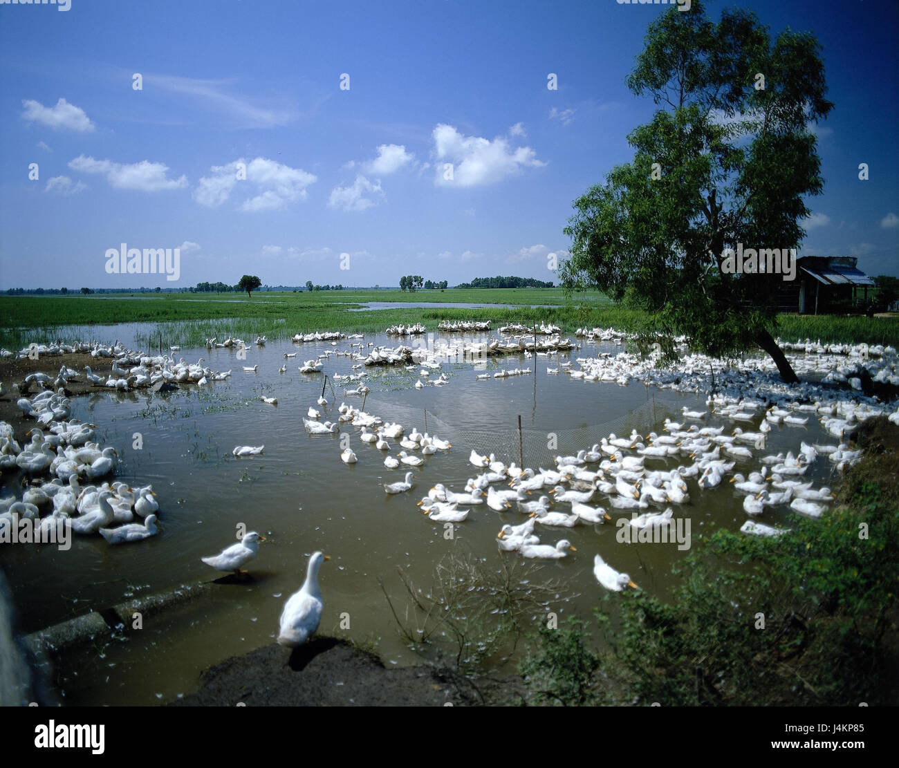 Breeding animals hi-res stock photography and images - Alamy