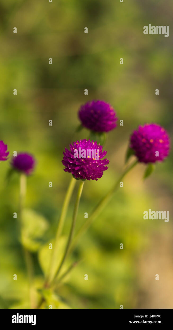 Same flowers hi-res stock photography and images - Alamy