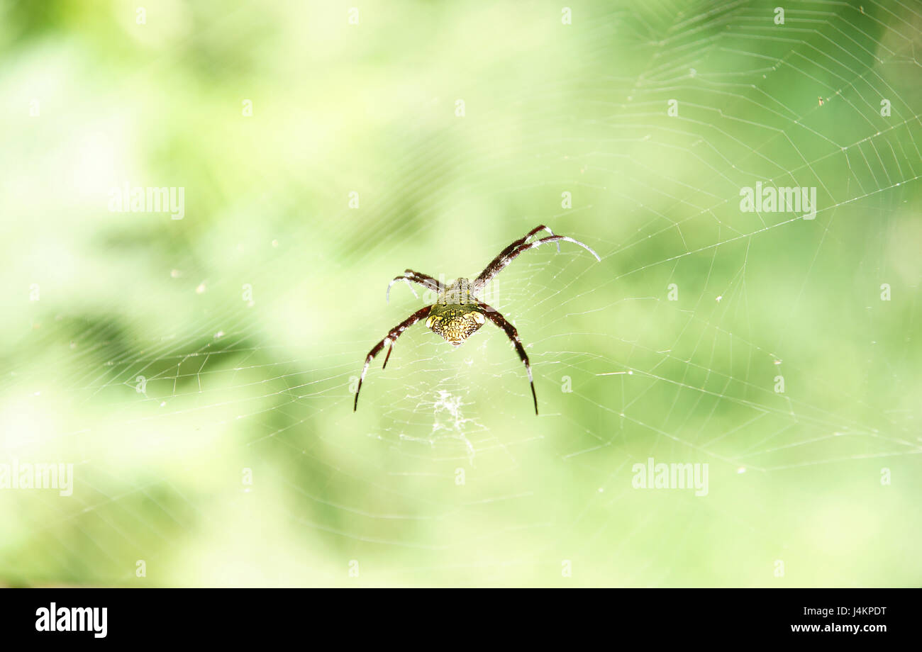 Red golden thin spider sitting and waiting on its prey in the middle of ...