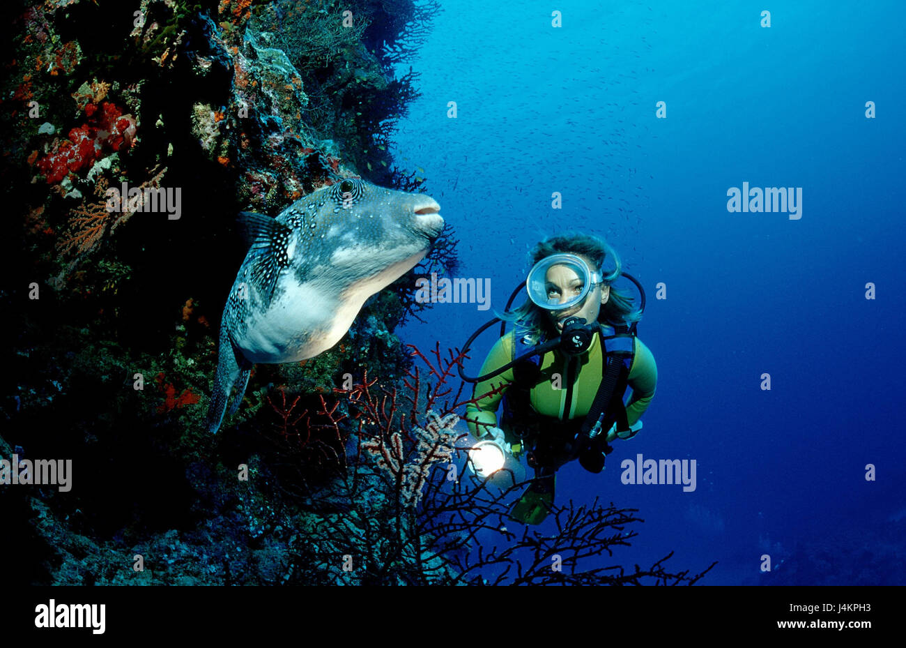 Dot-sphere fish, Arothron caeruleopunctatus, diver Stock Photo - Alamy