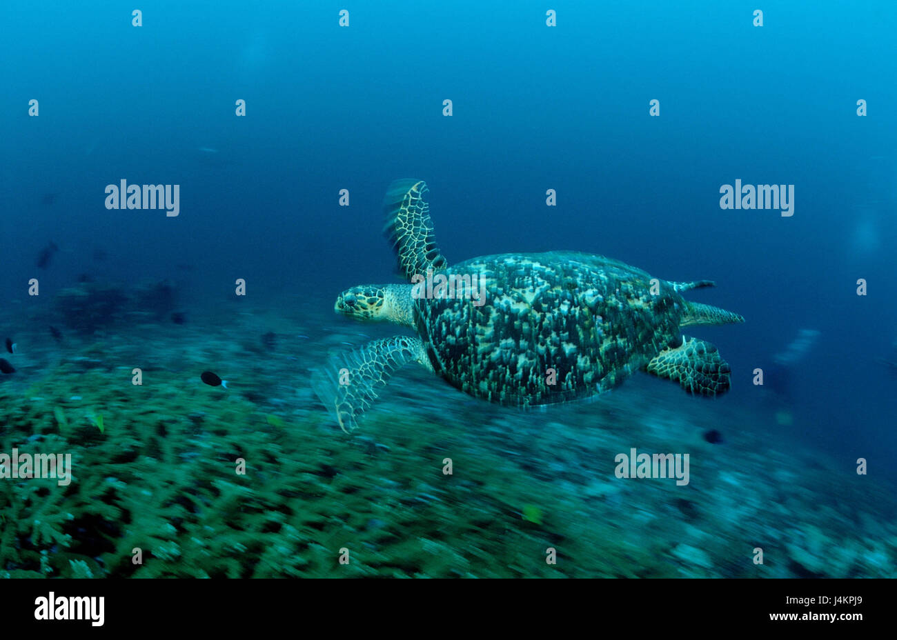 Sea tortoise, Chelonia mydas Stock Photo - Alamy