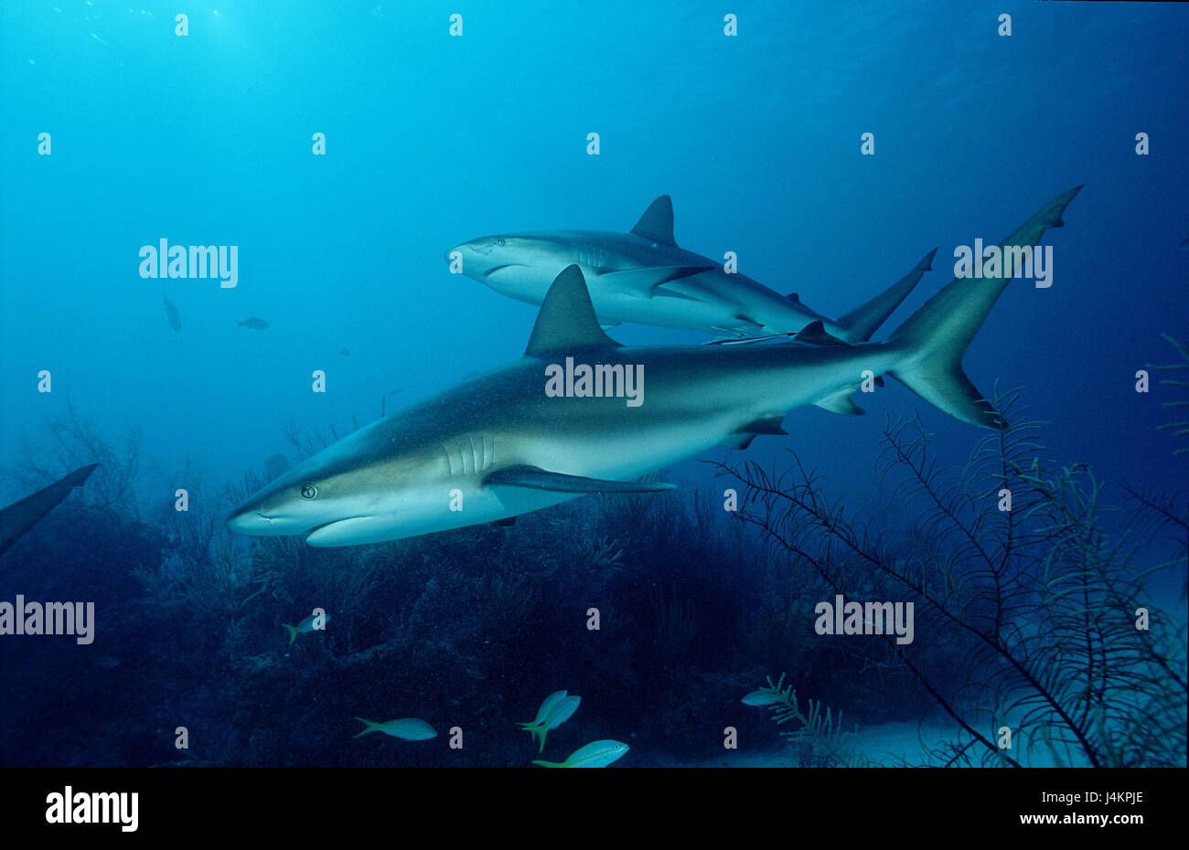 Caribbean sharks hi-res stock photography and images - Alamy