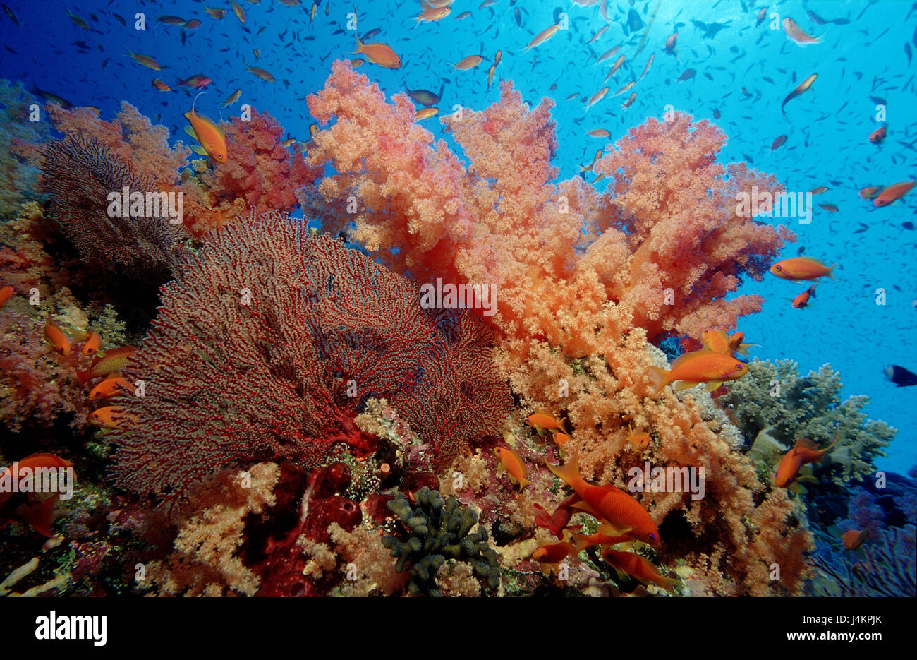 Coral reef, Gorgonien, soft corals, Gorgonacea, fish Stock Photo - Alamy