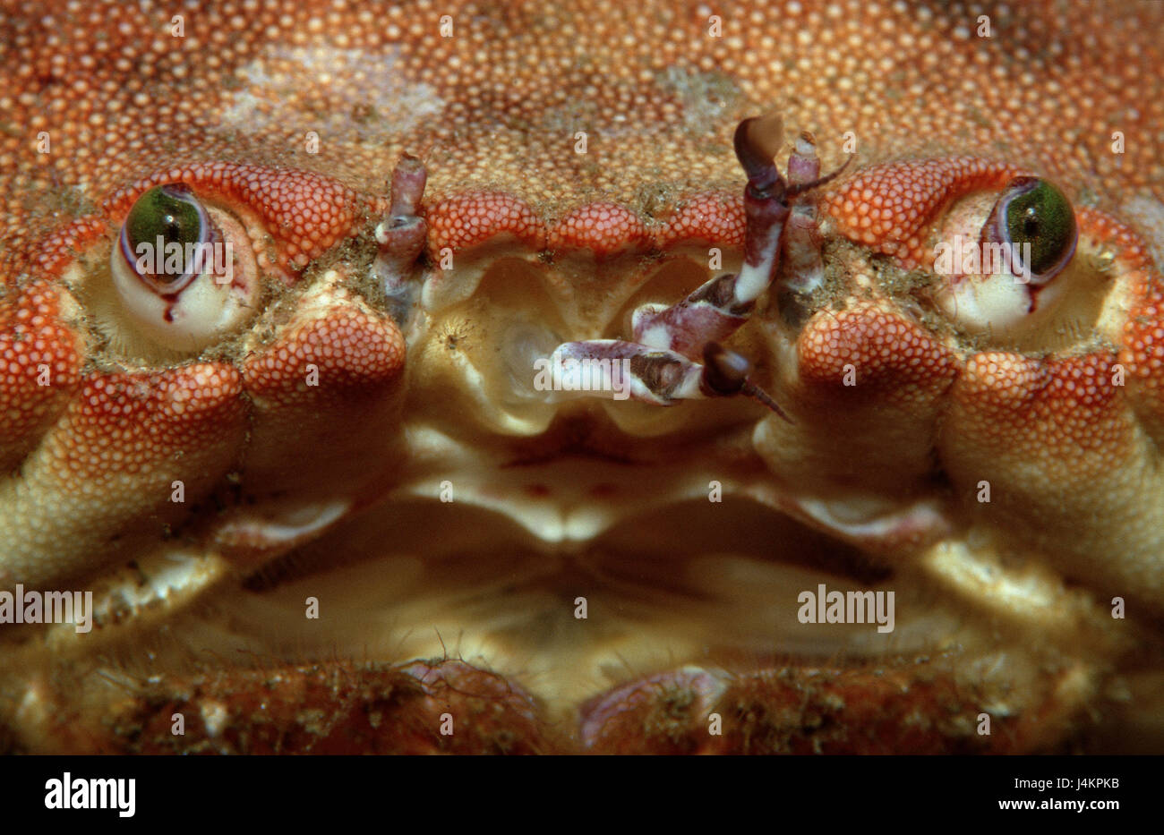European crab, Cancer pagurus, close up Stock Photo - Alamy