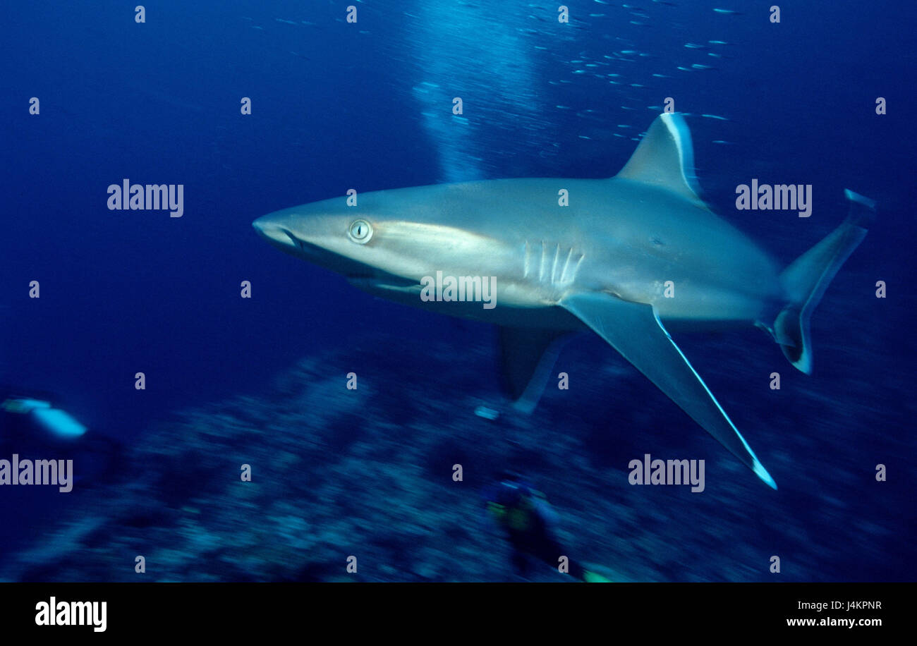 Silver point shark, Carcharhinus albimarginatus Stock Photo - Alamy