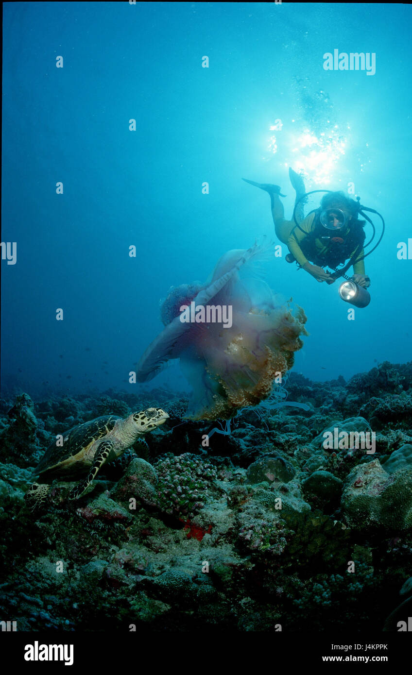 Seaturtle eating jellyfish and scuba diver hi-res stock photography and ...