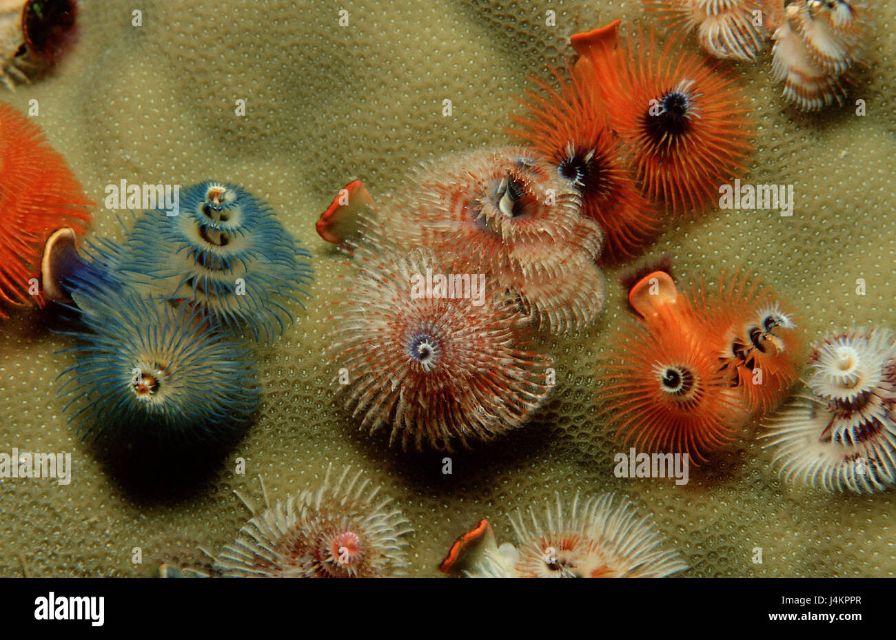 Spiral tube worms hi-res stock photography and images - Alamy