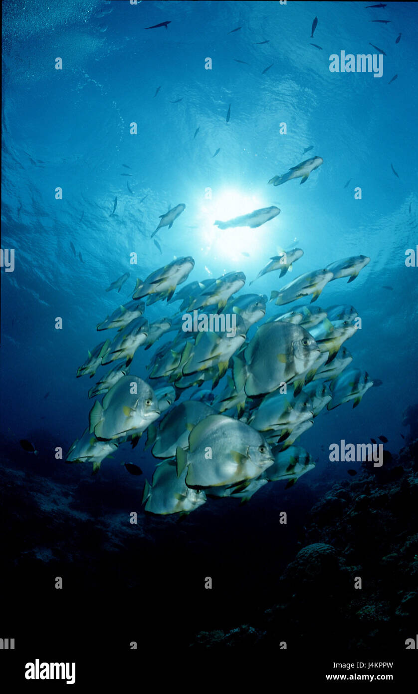 Dream long fin bat fish hi-res stock photography and images - Alamy