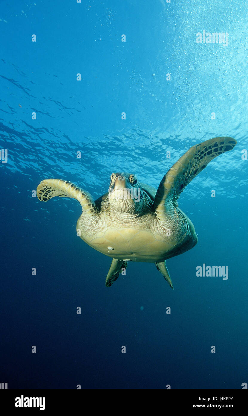 Green sea tortoise, Chelonia mydas Stock Photo - Alamy