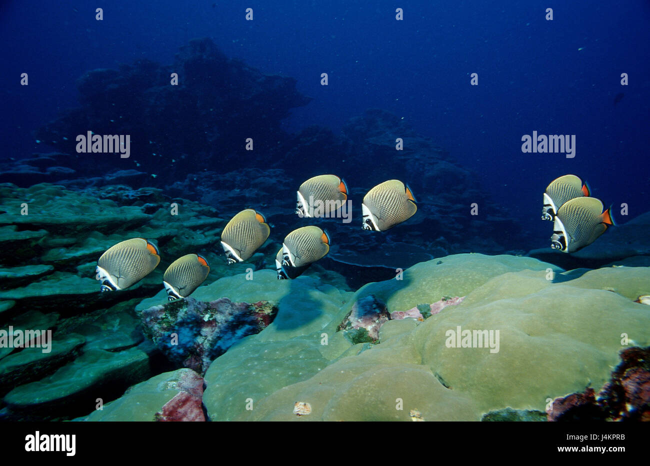 Chaetodon collare coral reef fish hi-res stock photography and images ...