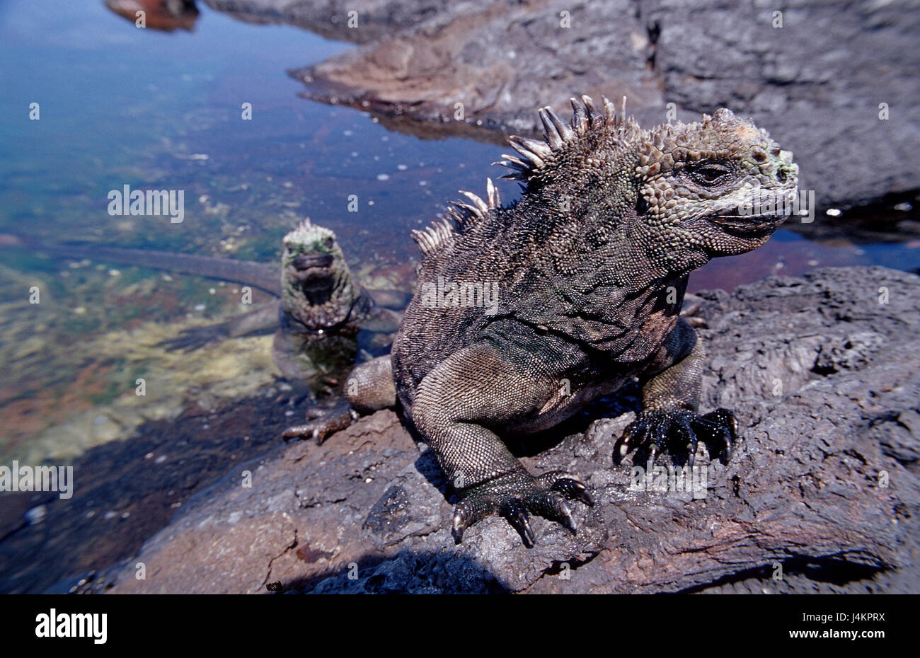 Galapagos sea saurian hi-res stock photography and images - Alamy