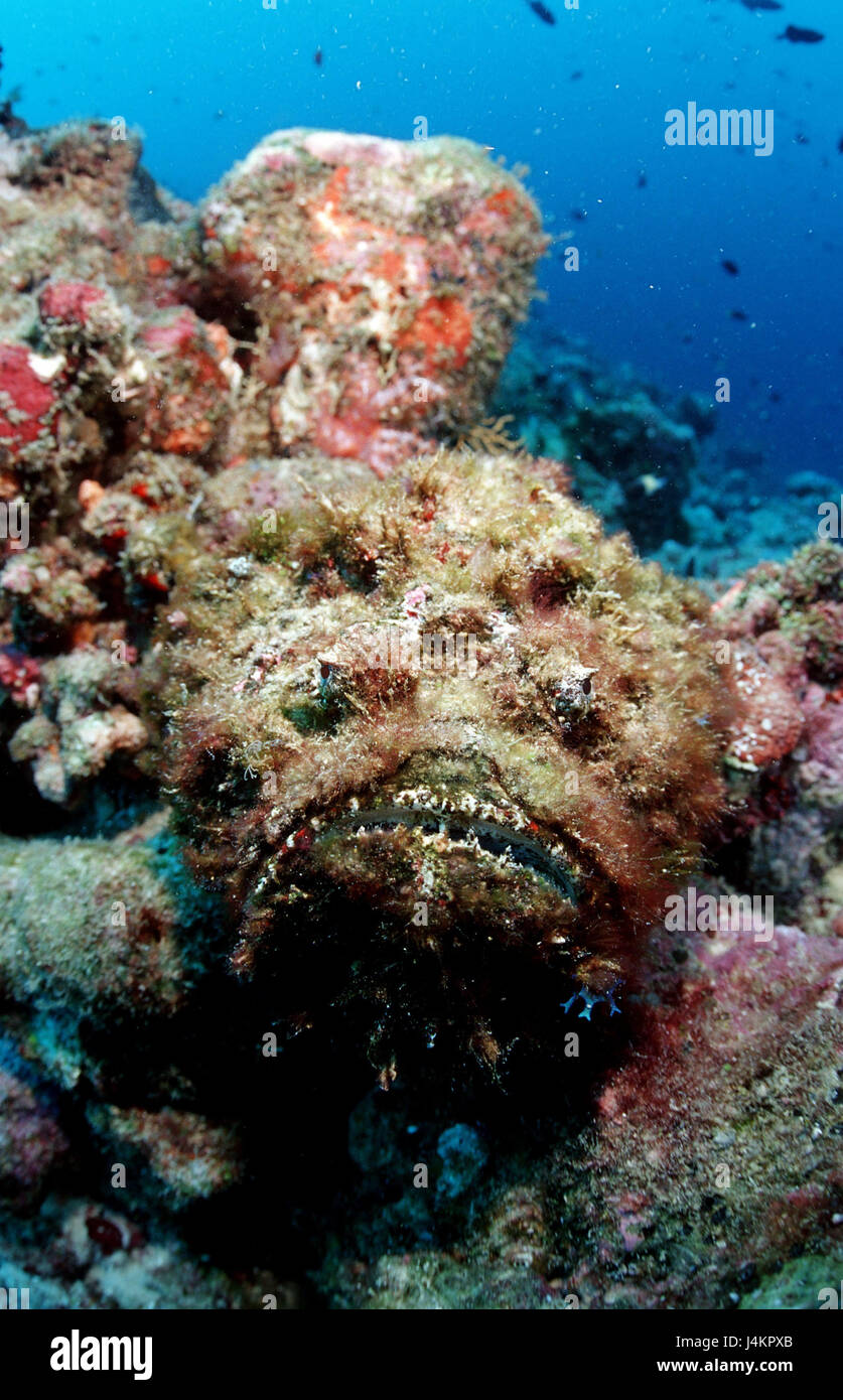 Real stone fish hi-res stock photography and images - Alamy