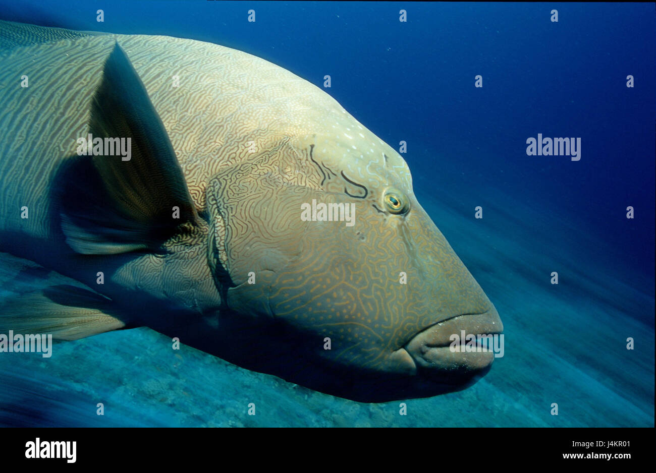 Napoleon's fish, Cheilinus undulatus Stock Photo - Alamy