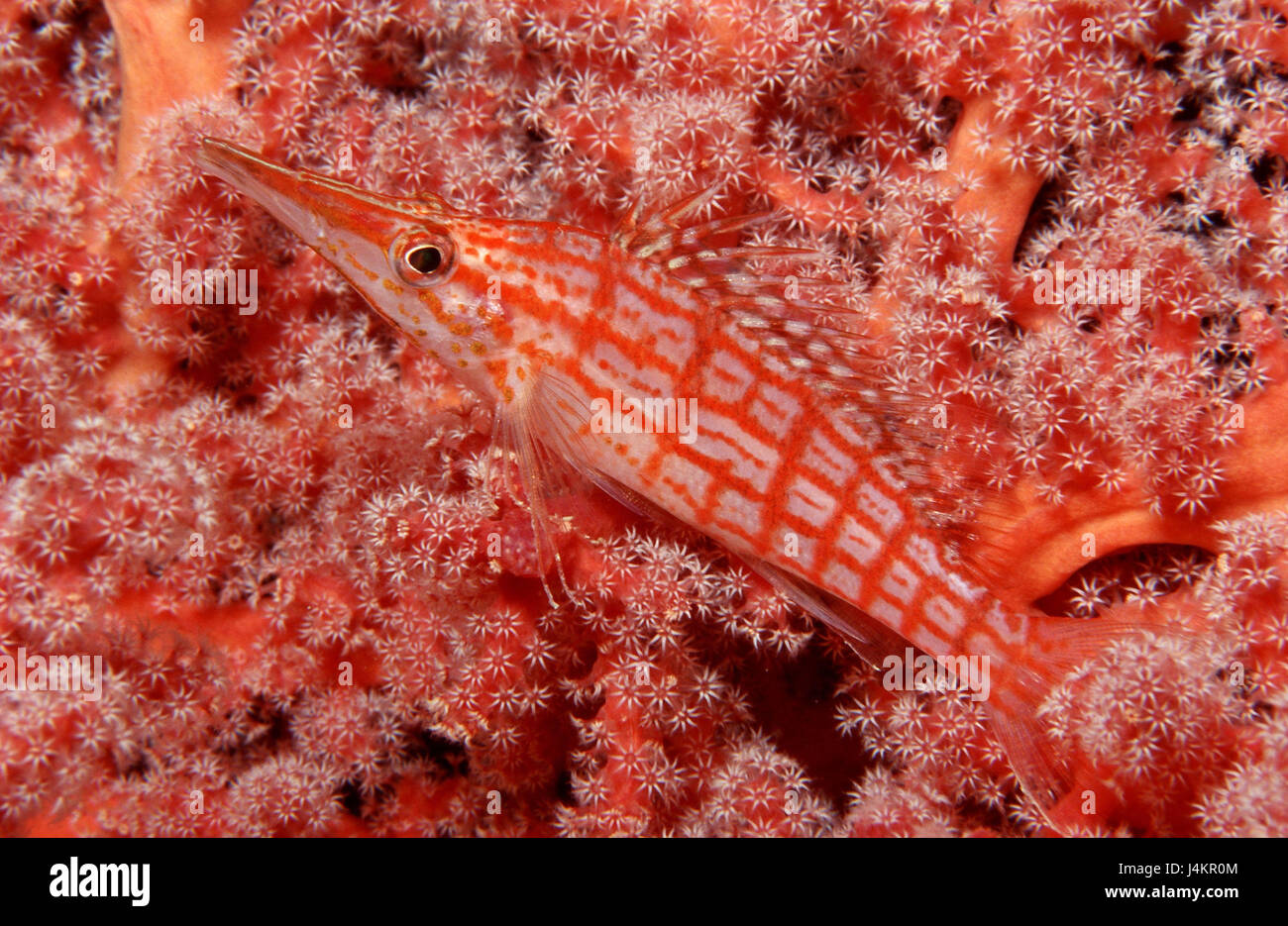 Sea Fish Long Nose Stock Photos & Sea Fish Long Nose Stock Images - Alamy