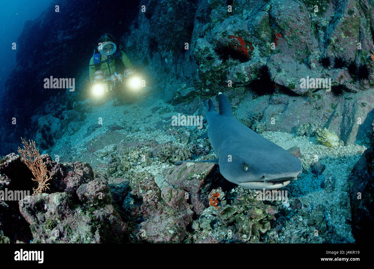 White point reef sharks hi-res stock photography and images - Alamy