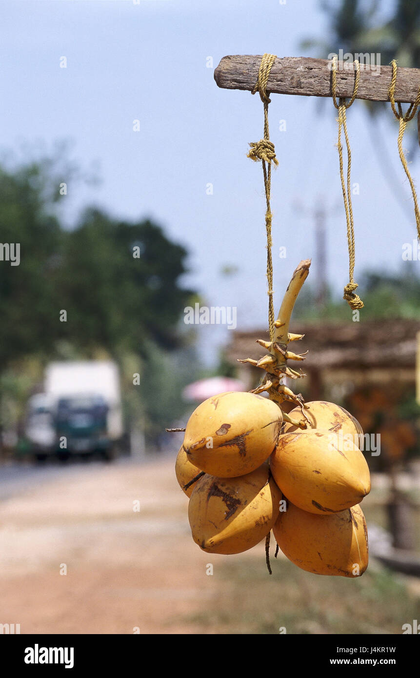 Sri Lanka, coconuts, sales South Asia, island, island state, economy ...