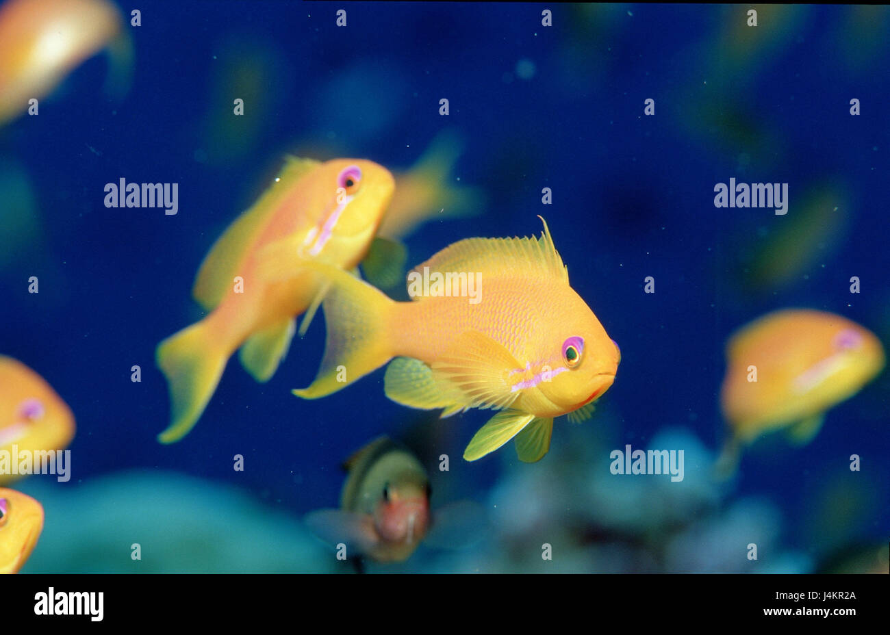 Maldives iceland flag hi-res stock photography and images - Alamy