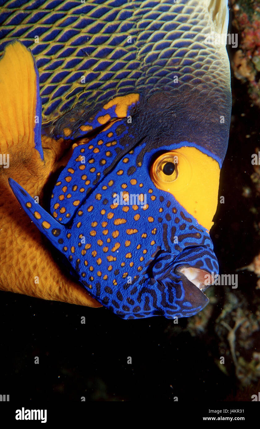 Blue head emperor's fish, Pomacanthus xanthometopon Stock Photo - Alamy